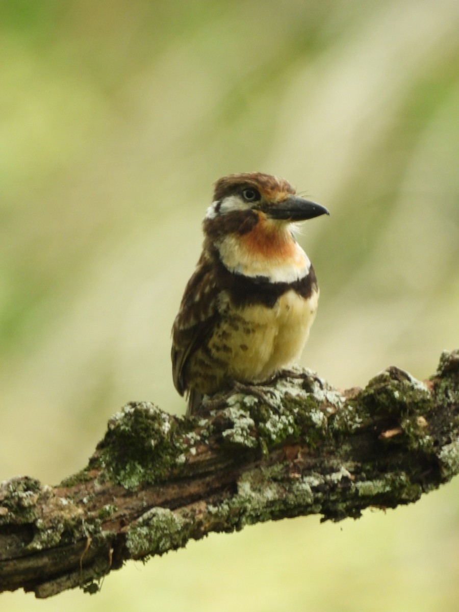 Russet-throated Puffbird - Hypnelus ruficollis - Media Search ...