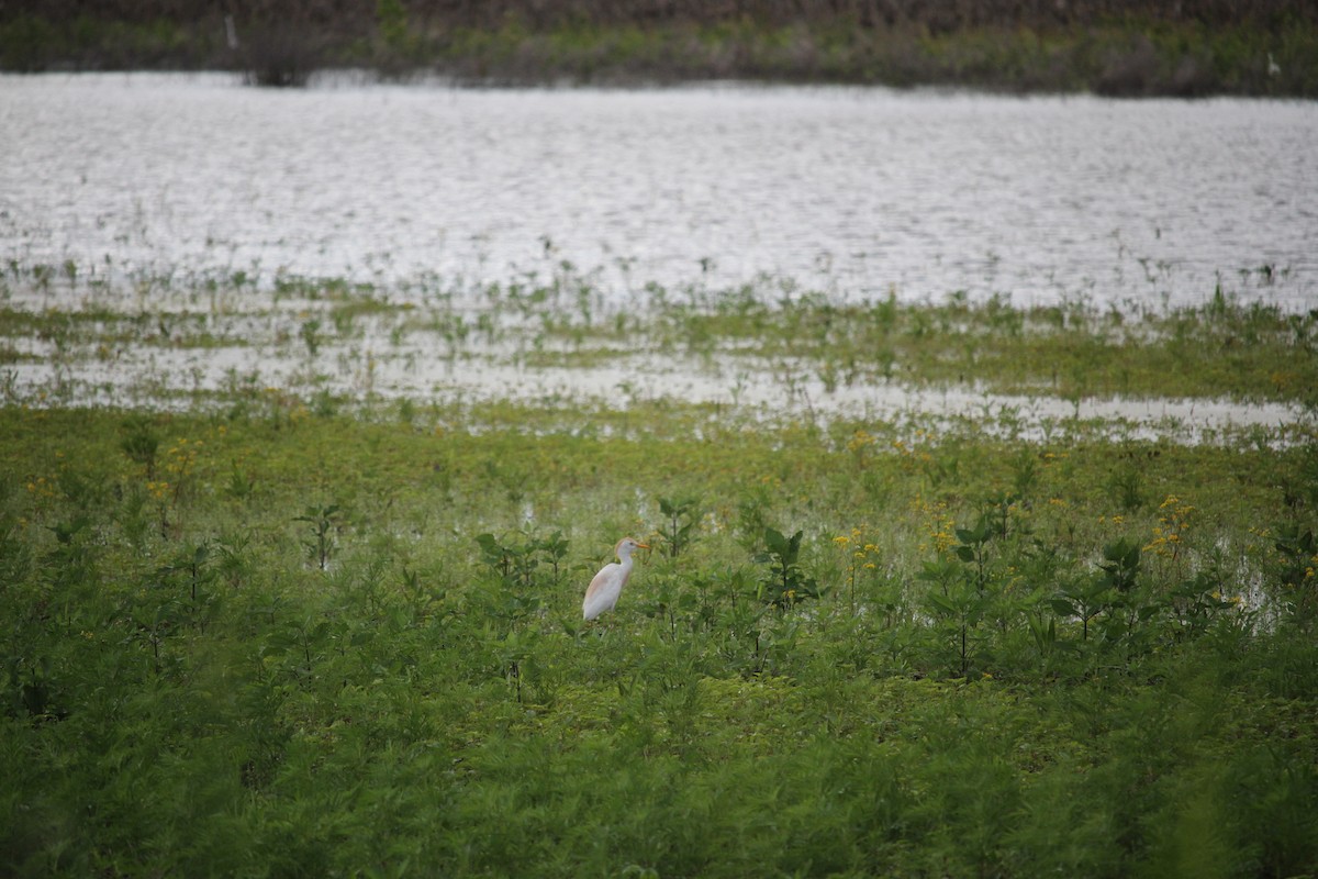 eBird Checklist - 15 May 2024 - Tennessee NWR--Duck River Unit - 27 species