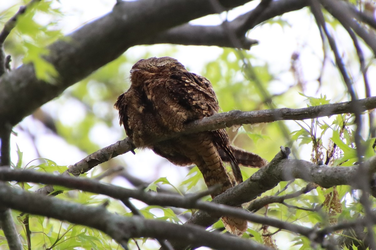Chuck-will's-widow - Antrostomus carolinensis - Media Search - Macaulay Library and eBird