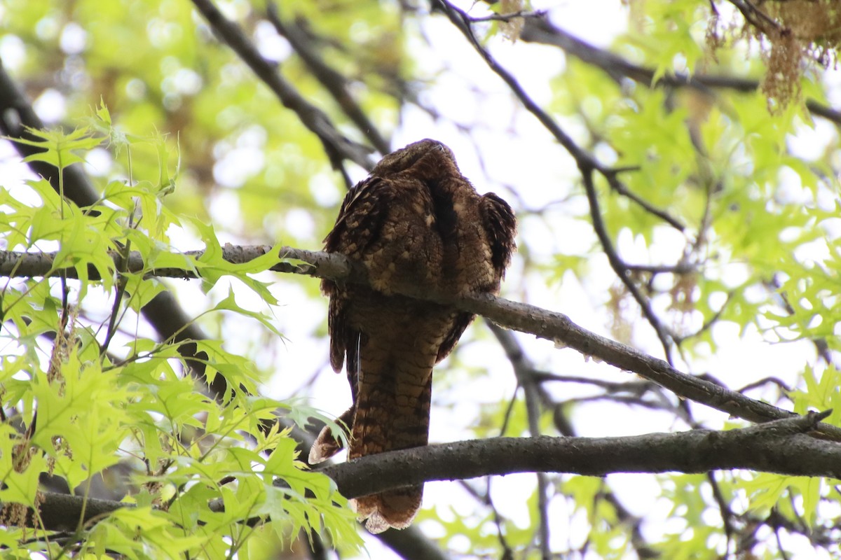 Chuck-will's-widow - Antrostomus carolinensis - Media Search - Macaulay Library and eBird