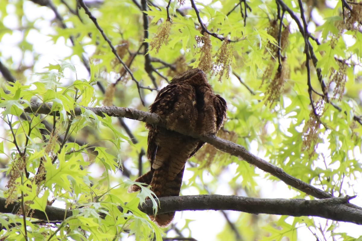 Chuck-will's-widow - Antrostomus carolinensis - Media Search - Macaulay Library and eBird