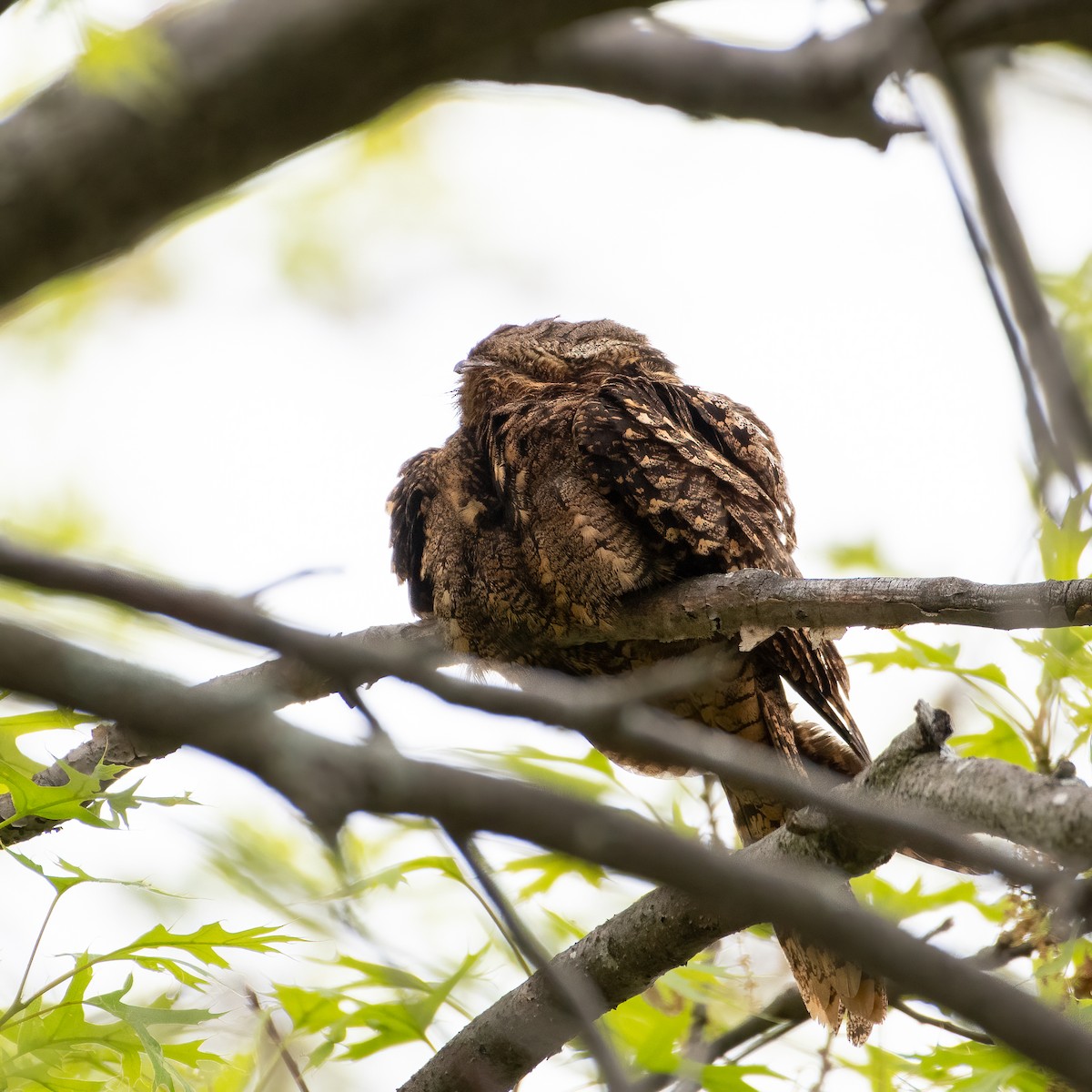 Chuck-will's-widow - Antrostomus carolinensis - Media Search - Macaulay Library and eBird