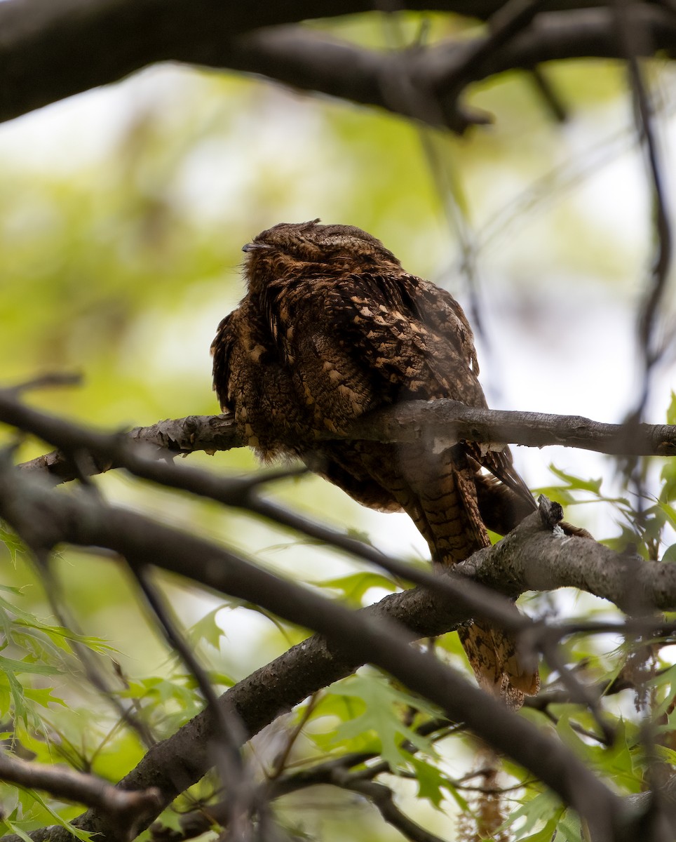 Chuck-will's-widow - Antrostomus carolinensis - Media Search - Macaulay Library and eBird