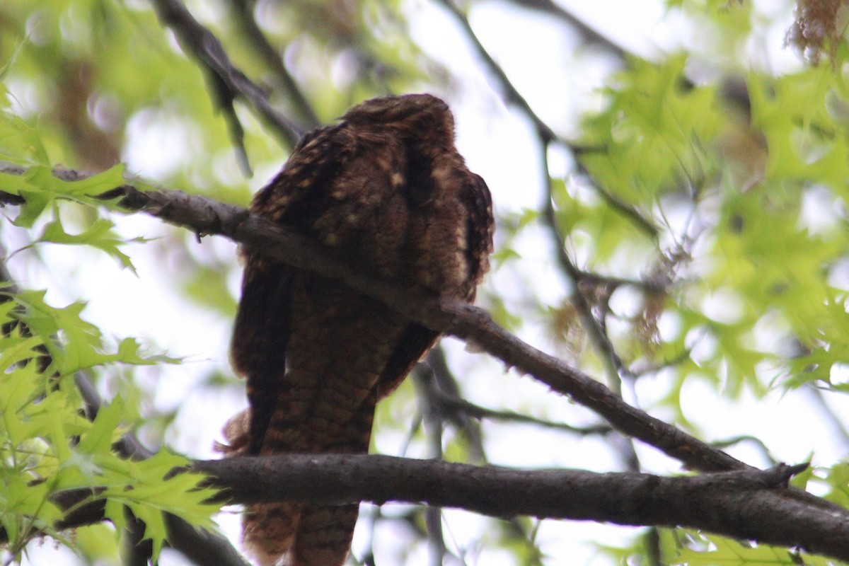 Chuck-will's-widow - Antrostomus carolinensis - Media Search - Macaulay Library and eBird