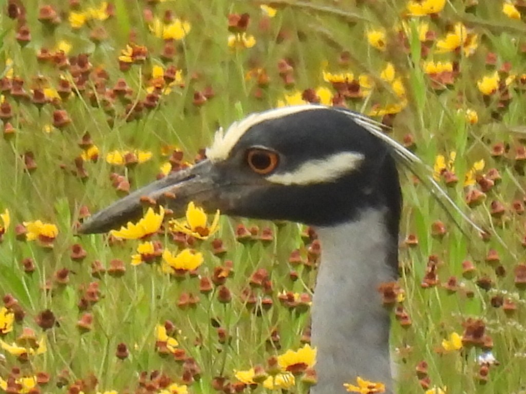eBird Checklist - 11 May 2024 - El Franco Lee Park - 6 species