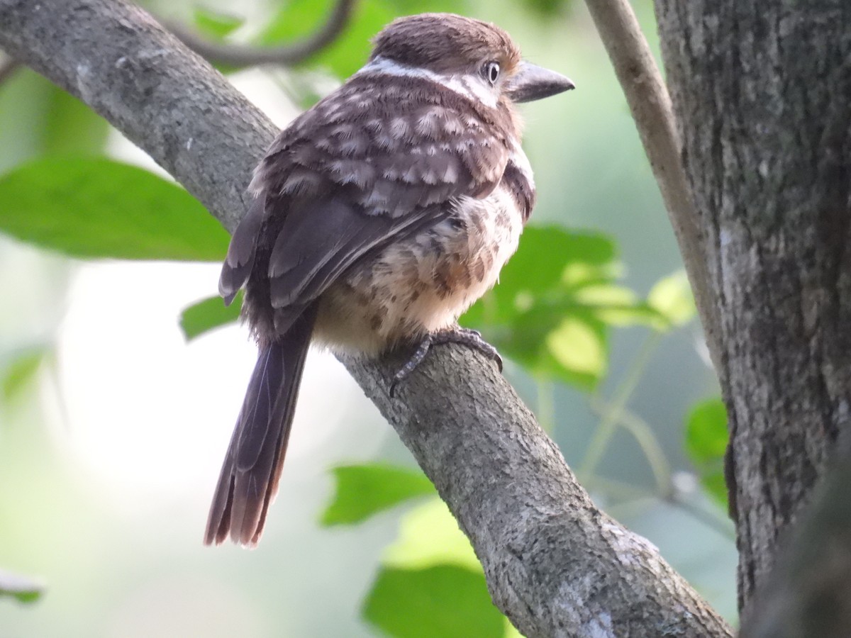 Russet-throated Puffbird - Hypnelus ruficollis - Media Search ...