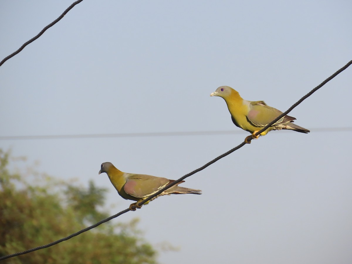 Recherche de fichiers audio-visuels - Macaulay Library et eBird