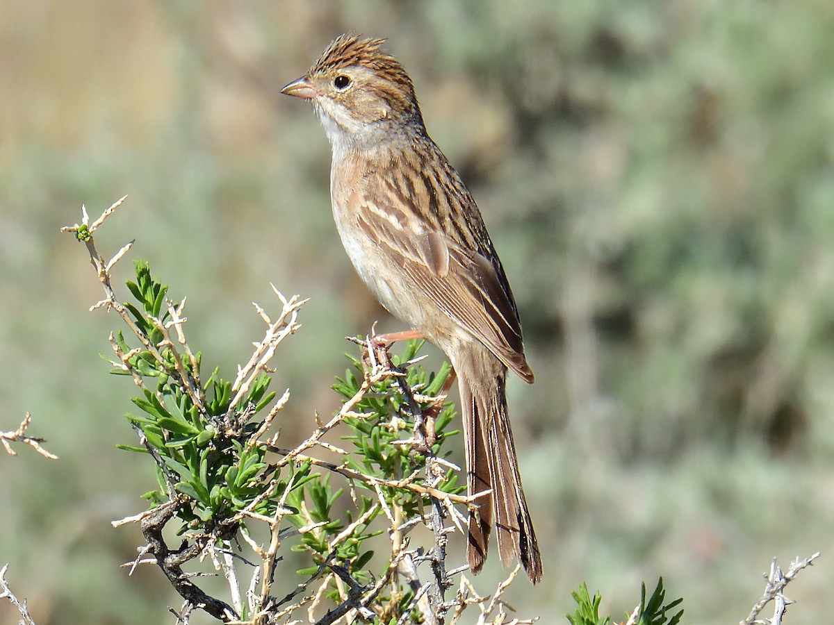 eBird Checklist - 11 May 2024 - M W Lake - 29 species