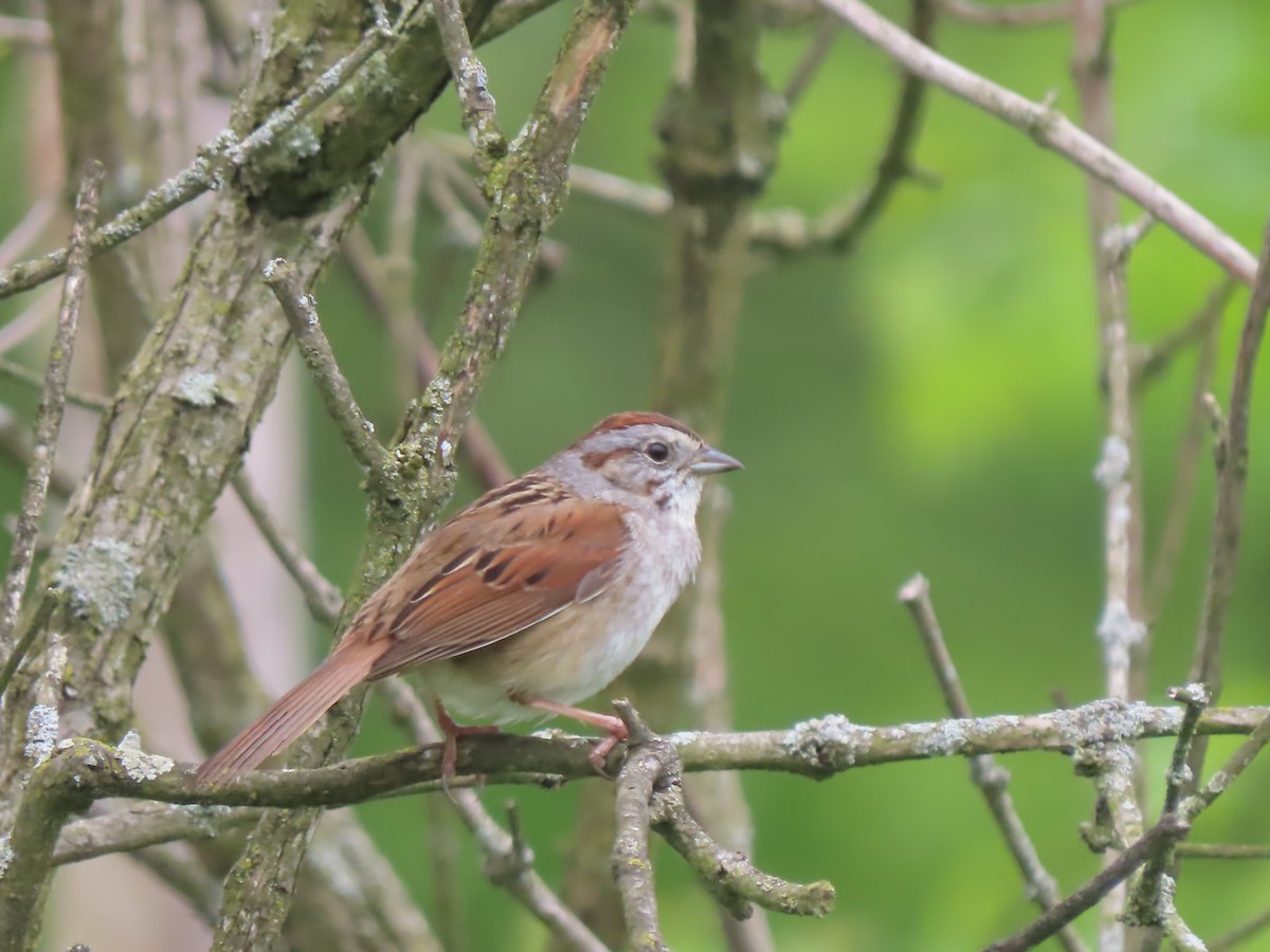 Pennsylvania Bird Atlas Checklist - 13 May 2024 - Kelly's Dam Rd. Marsh (roadside access only ...