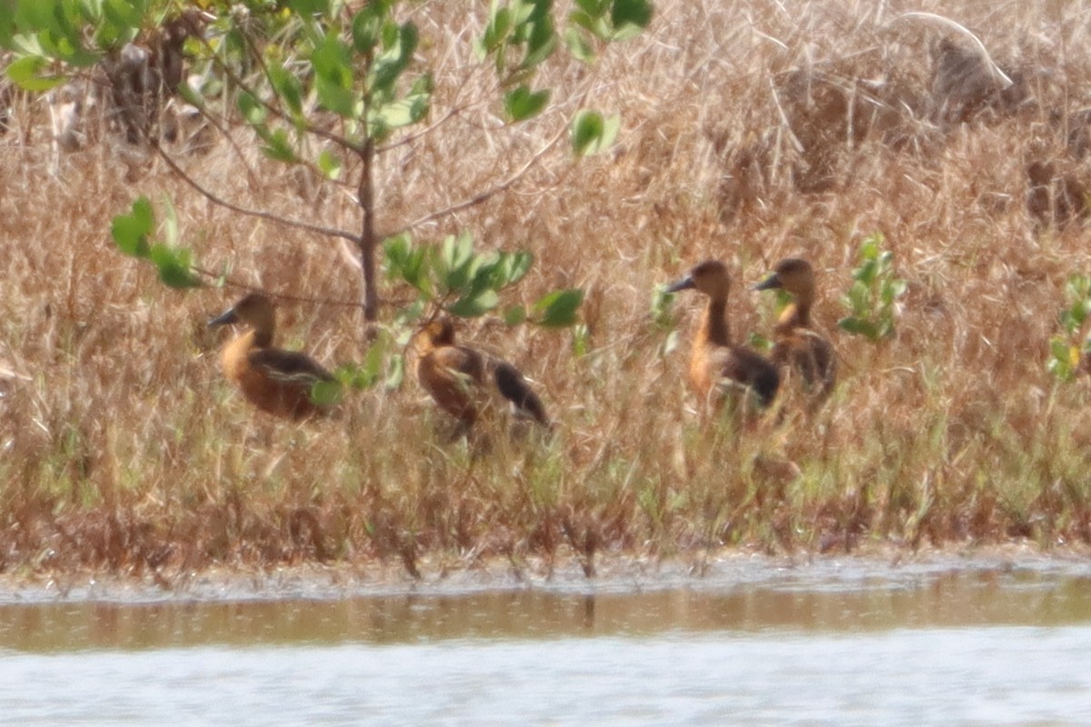 eBird Checklist - 16 May 2024 - Tapong Fish Ponds, Pulupandan - 28 ...