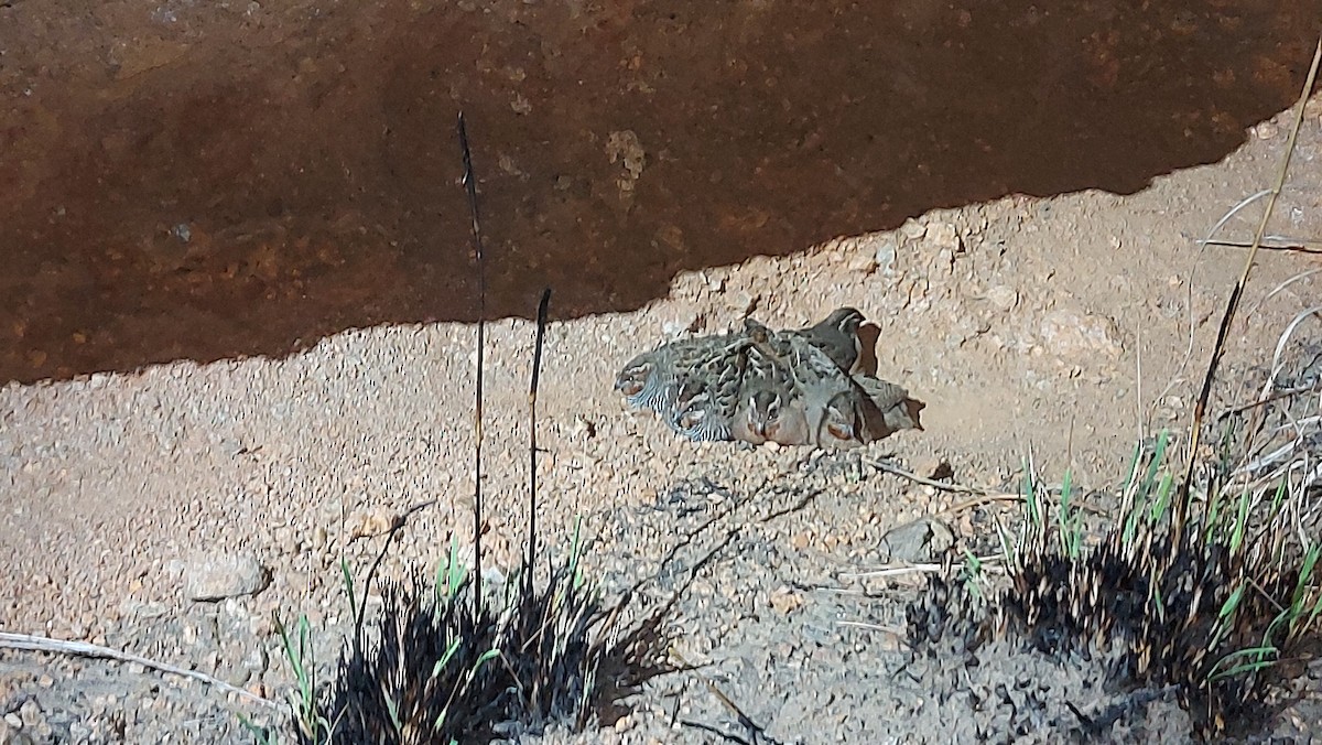 eBird Checklist - 15 May 2024 - Avathi Rocky Outcrop - 3 species