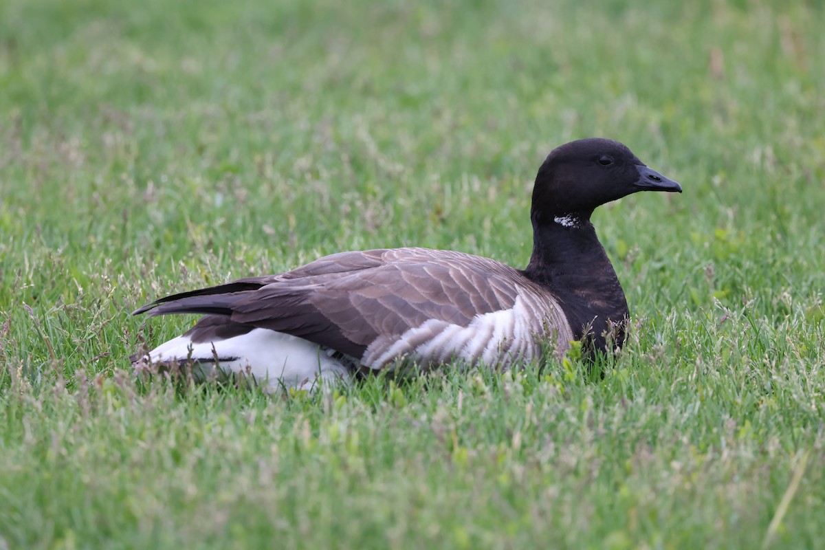 eBird Checklist - 12 May 2024 - Geneva Lakefront Park, birds over land ...