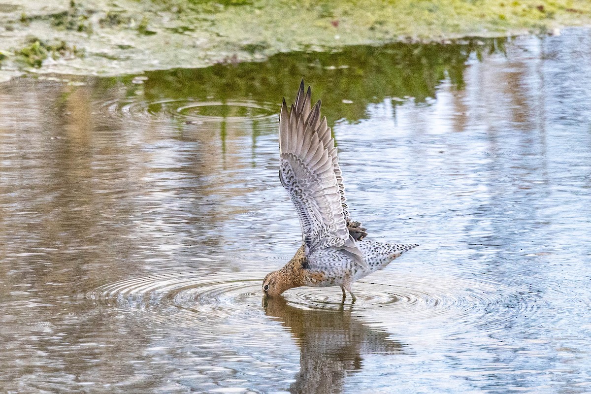 eBird Checklist - 15 May 2024 - Hwy 30 ditch - 2 species