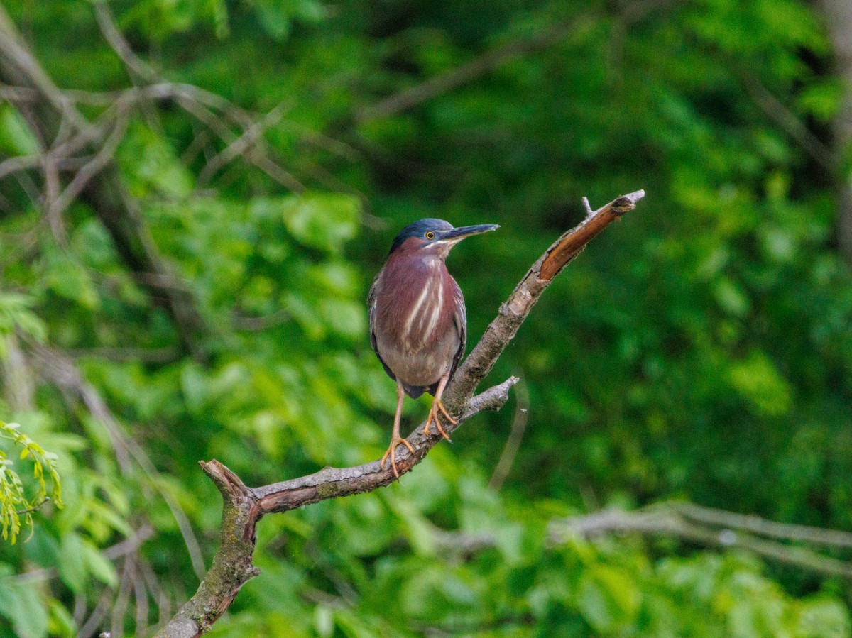 Pennsylvania Bird Atlas Checklist - 15 May 2024 - Wolfland Rd. - 31 species