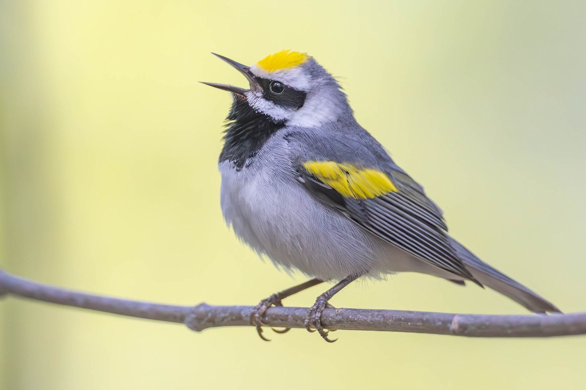 eBird Checklist - 14 May 2024 - Stafford Ln - 24 species