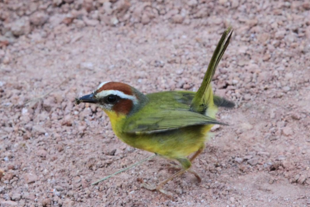 eBird Checklist - 29 Mar 2012 - PN Coiba - 1 species