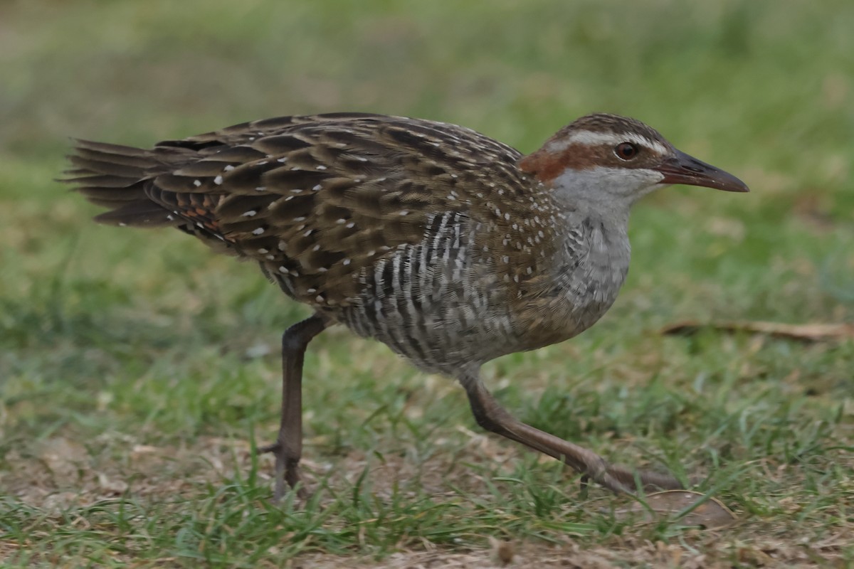 eBird Checklist - 23 Mar 2024 - Urupukapuka Island--Otehei Bay - 24 species