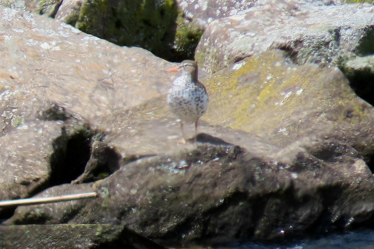 Pennsylvania Bird Atlas Checklist - 11 May 2024 - Mt. Pisgah SP - 38 ...