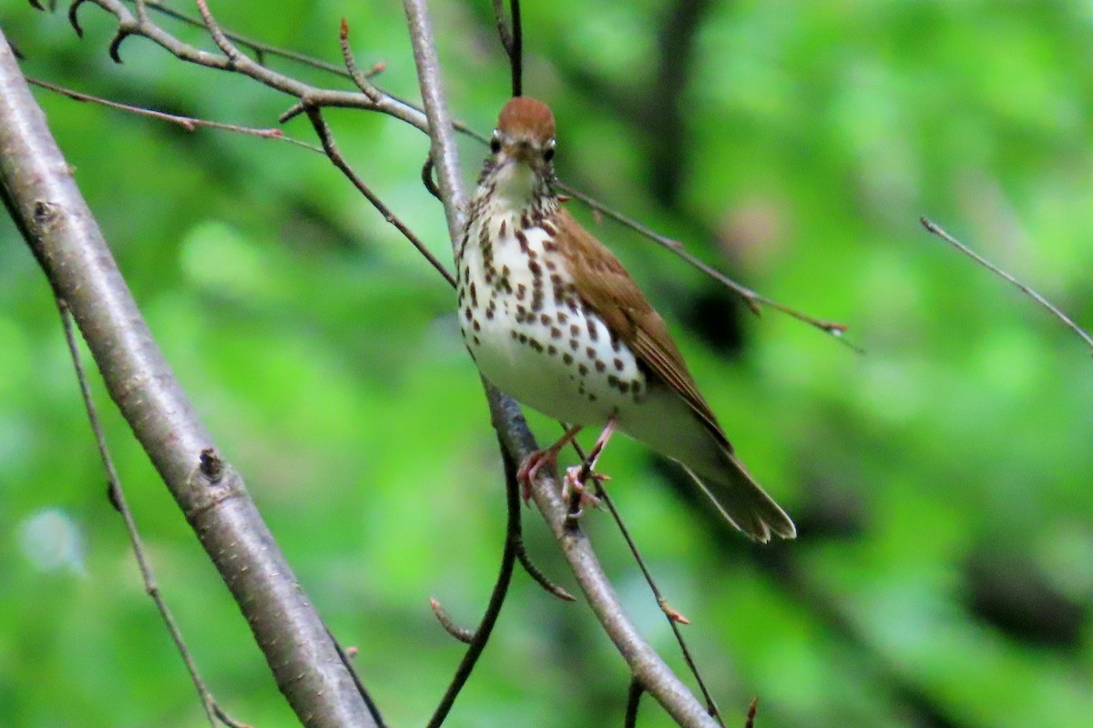 Pennsylvania Bird Atlas Checklist - 8 May 2024 - Angora Fruit Farm - 35 ...