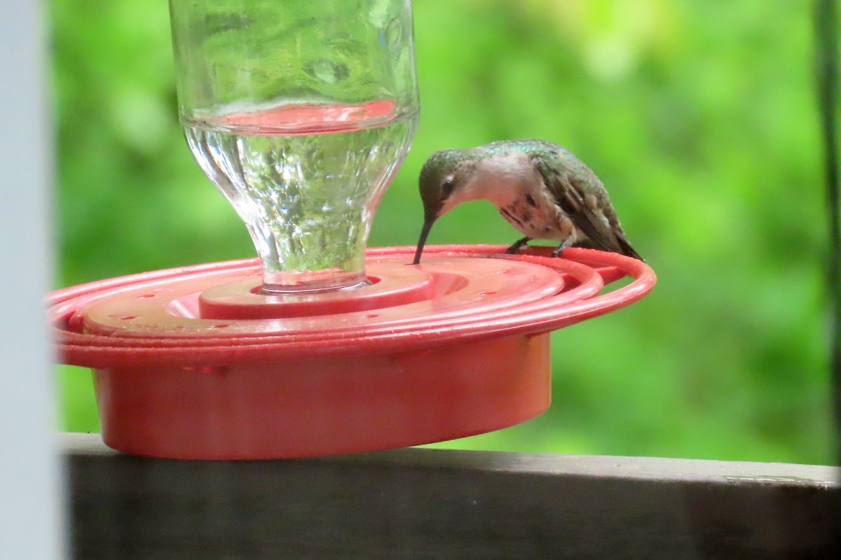 Pennsylvania Bird Atlas Checklist - 7 May 2024 - Wolfe Mt. - 12 species