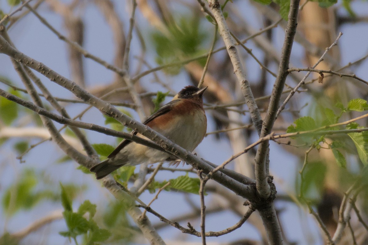 eBird Checklist - 15 May 2024 - Elks Park - 32 species