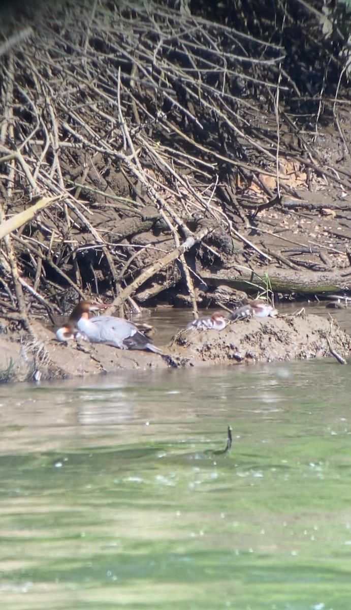 eBird Checklist - 15 May 2024 - Billy Frank Jr. Nisqually NWR - 89 ...