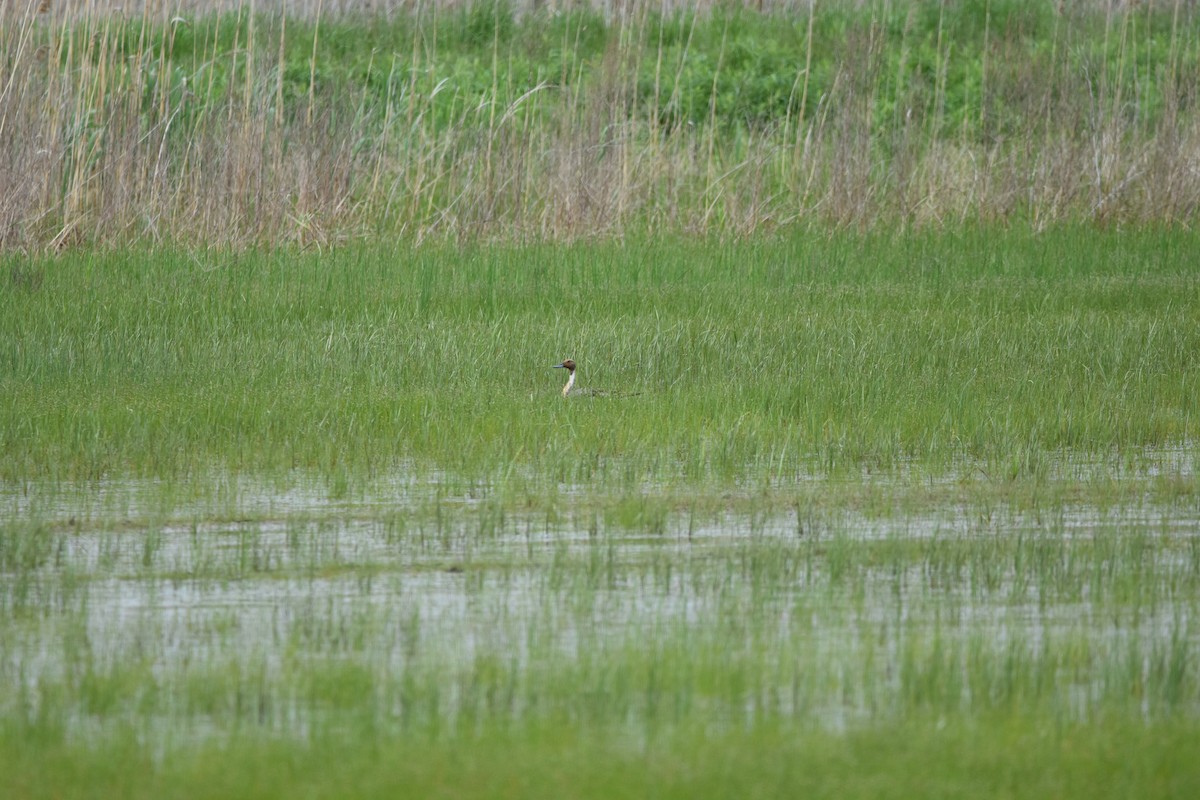 New York Breeding Bird Atlas Checklist - 15 May 2024 - Montezuma NWR ...