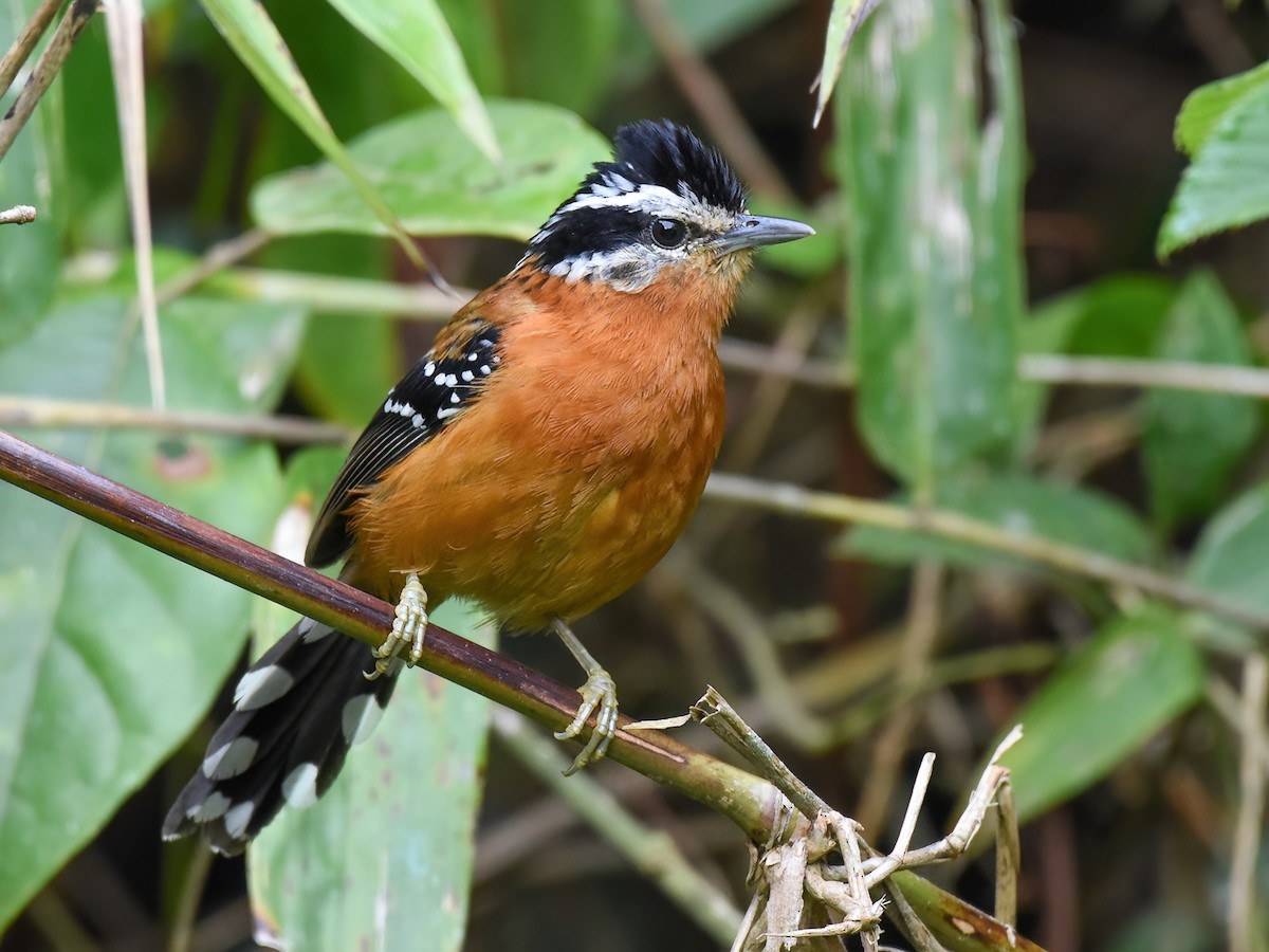 Ferruginous Antbird - Drymophila ferruginea - Birds of the World