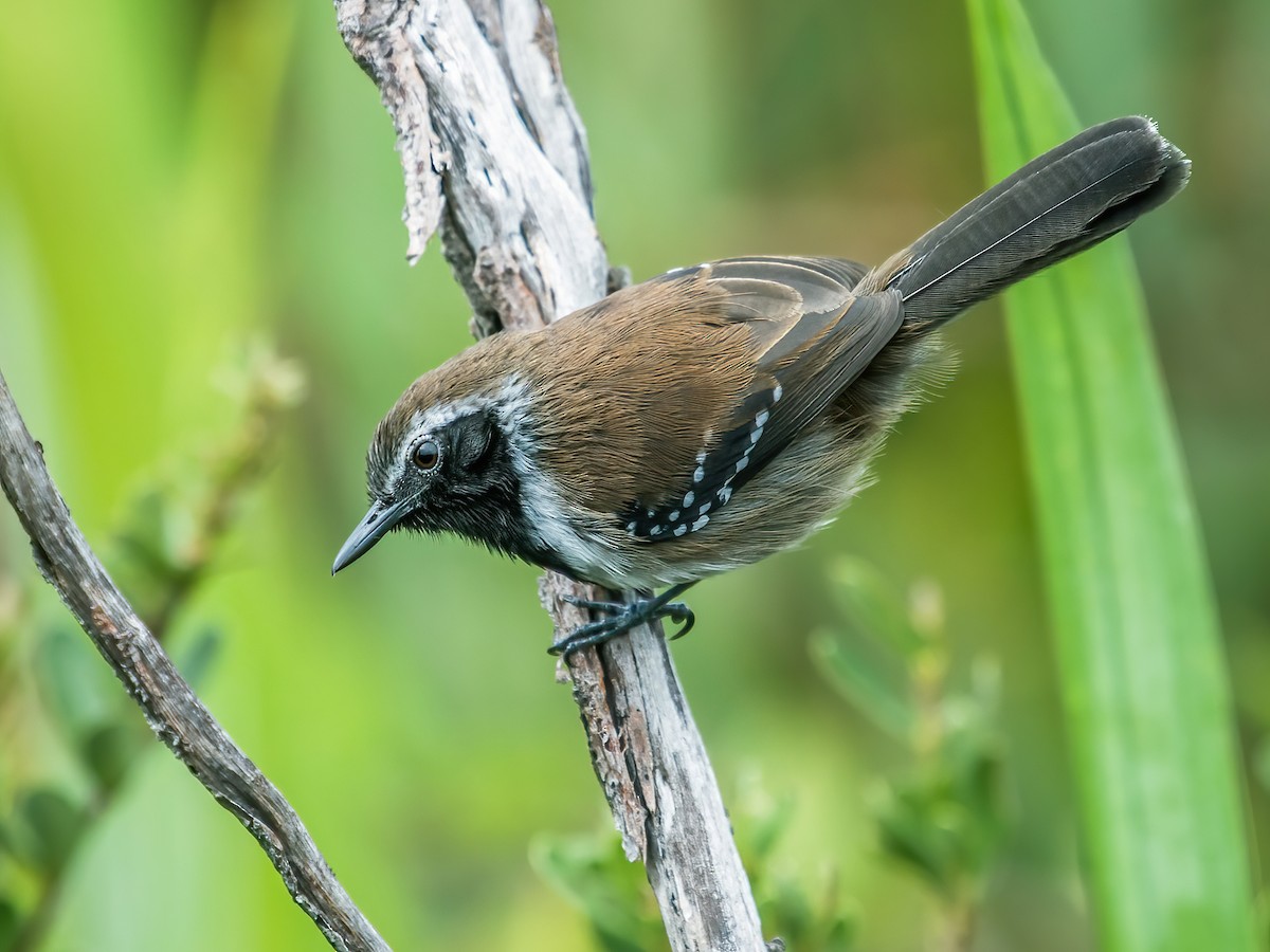 Sincora Antwren - Formicivora grantsaui - Birds of the World