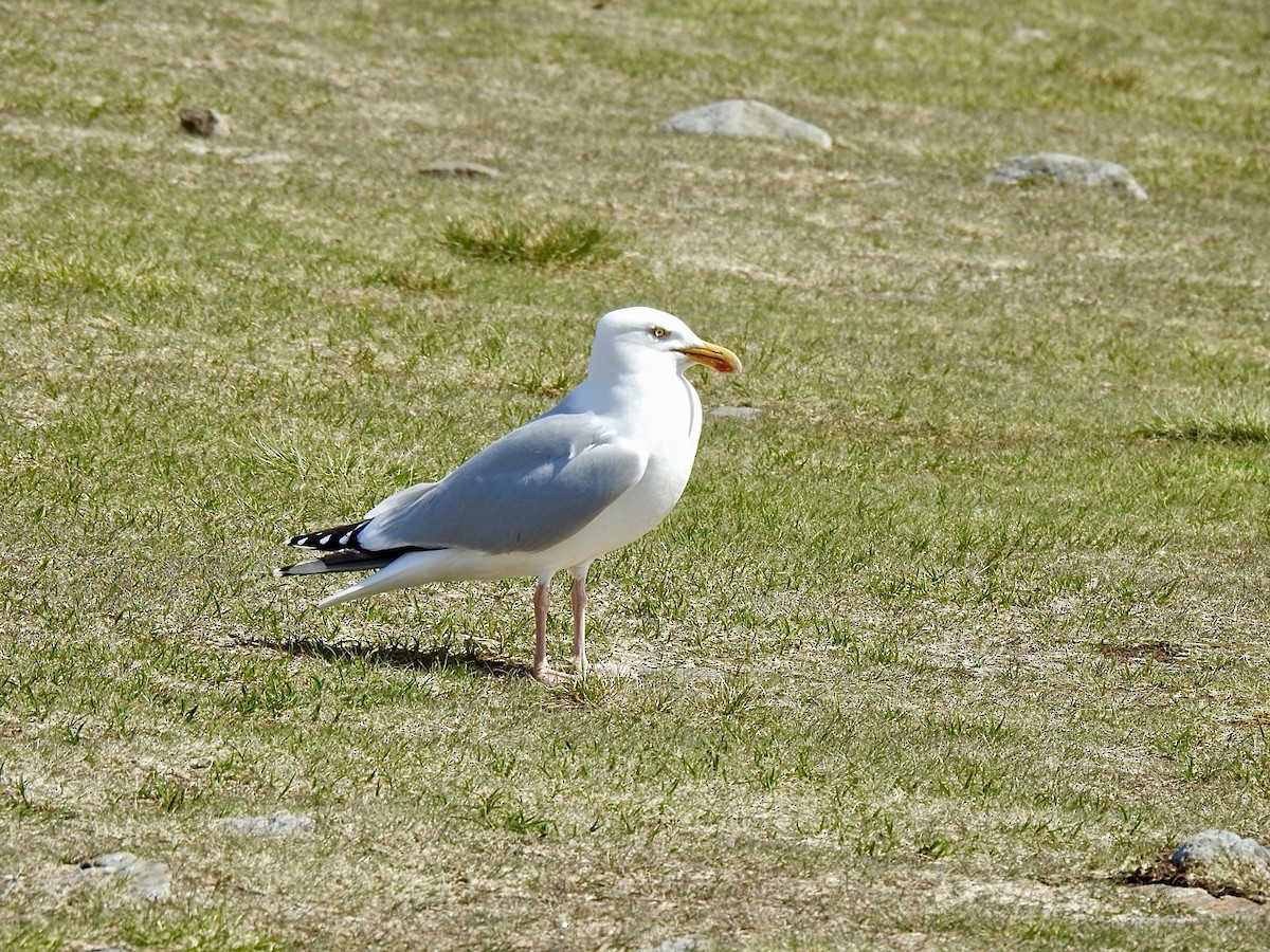 eBird Checklist - 11 May 2024 - PC Eryri/ Snowdonia National Park ...
