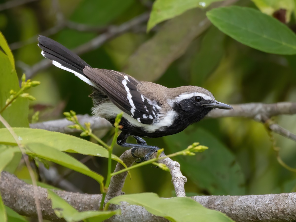 Southern White-fringed Antwren - Formicivora grisea - Birds of the World