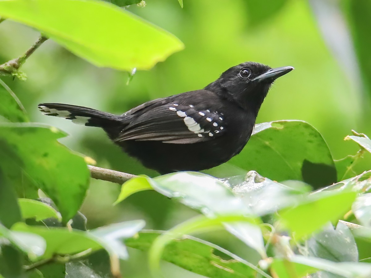 Dot-winged Antwren - Microrhopias quixensis - Birds of the World
