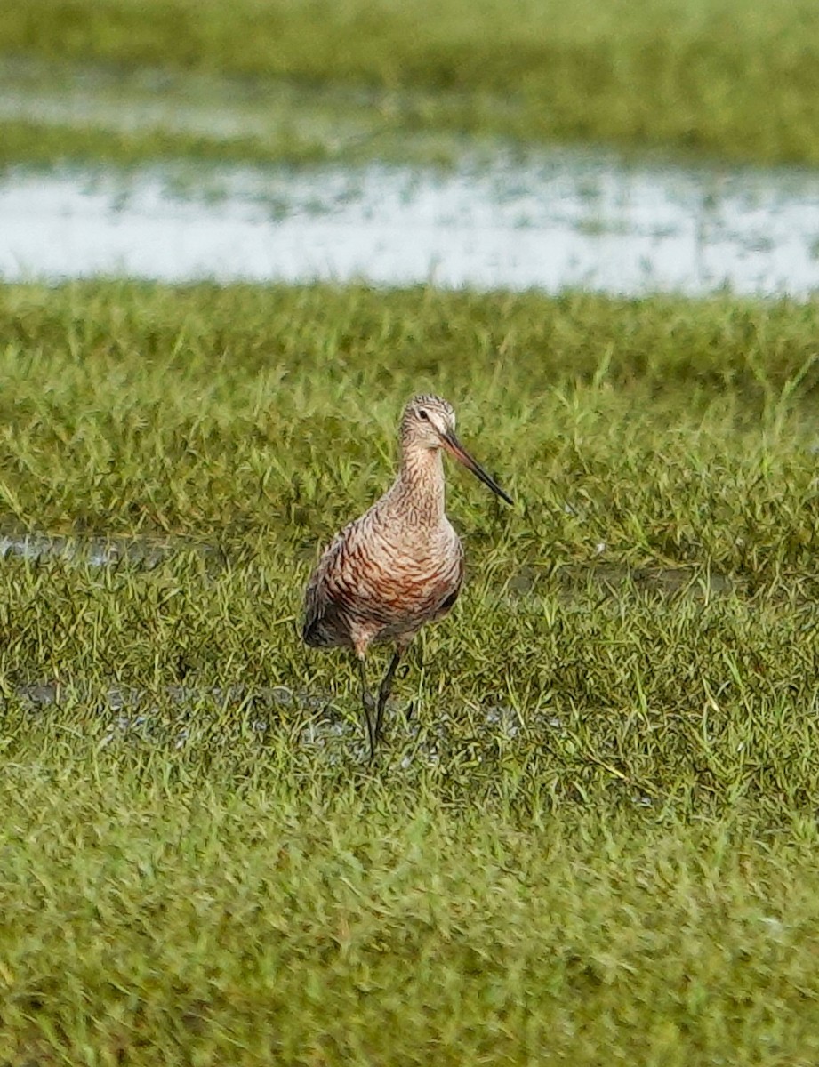 eBird Checklist - 16 May 2024 - Peters Rd. / Murff Turf Farm, Crosby ...