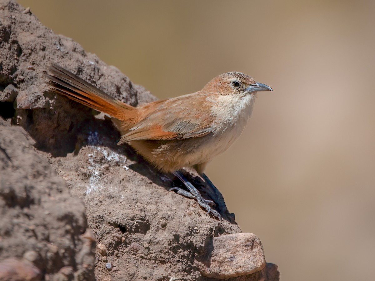 Streak-fronted Thornbird - Phacellodomus striaticeps - Birds of the World