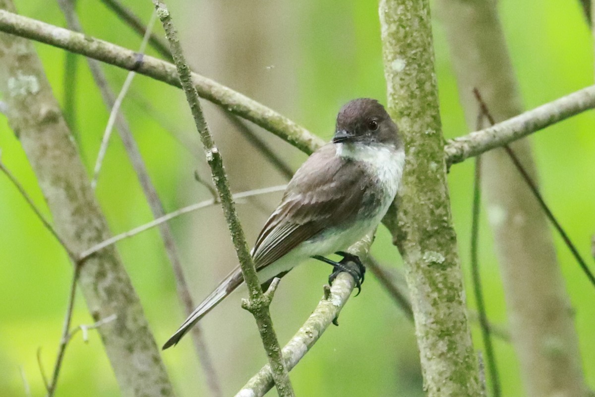 Pennsylvania Bird Atlas Checklist - 16 May 2024 - Lower Trail--Mt. Etna ...