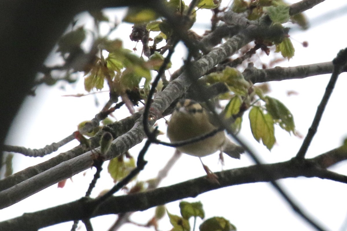 eBird Checklist - 16 May 2024 - Marblehead Neck Wildlife Sanctuary ...