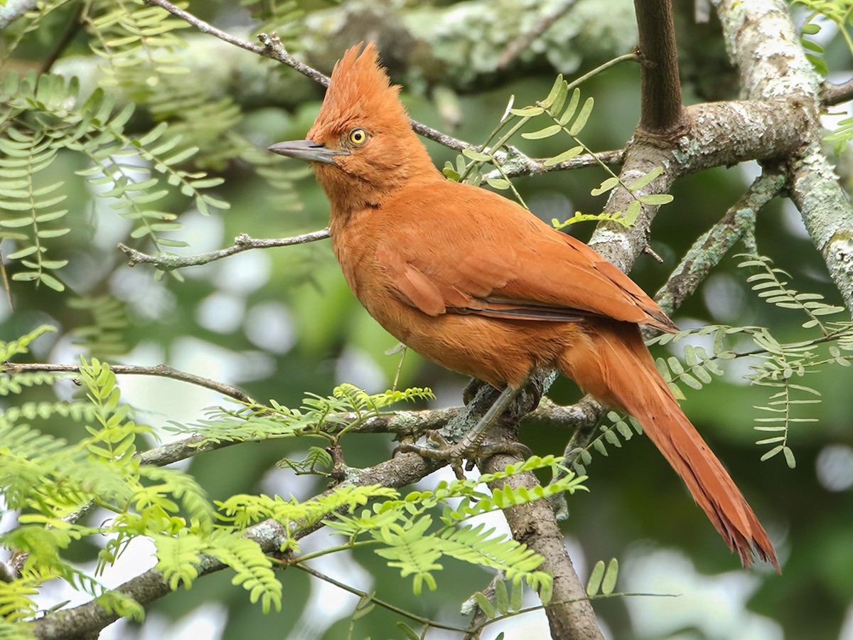 Caatinga Cacholote - Pseudoseisura cristata - Birds of the World