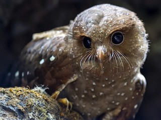 Oilbird - Steatornis caripensis - Birds of the World