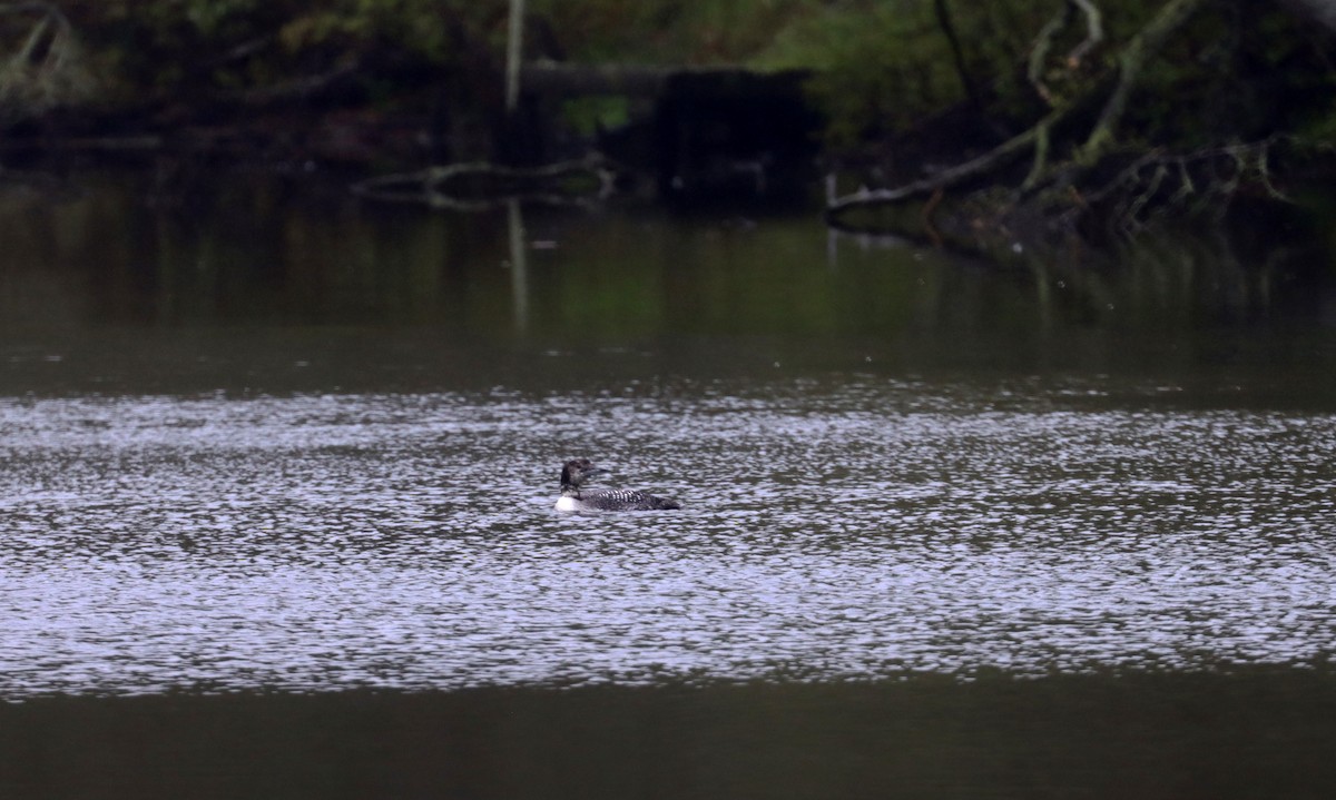 New York Breeding Bird Atlas Checklist - 16 May 2024 - Alcott's Pond ...