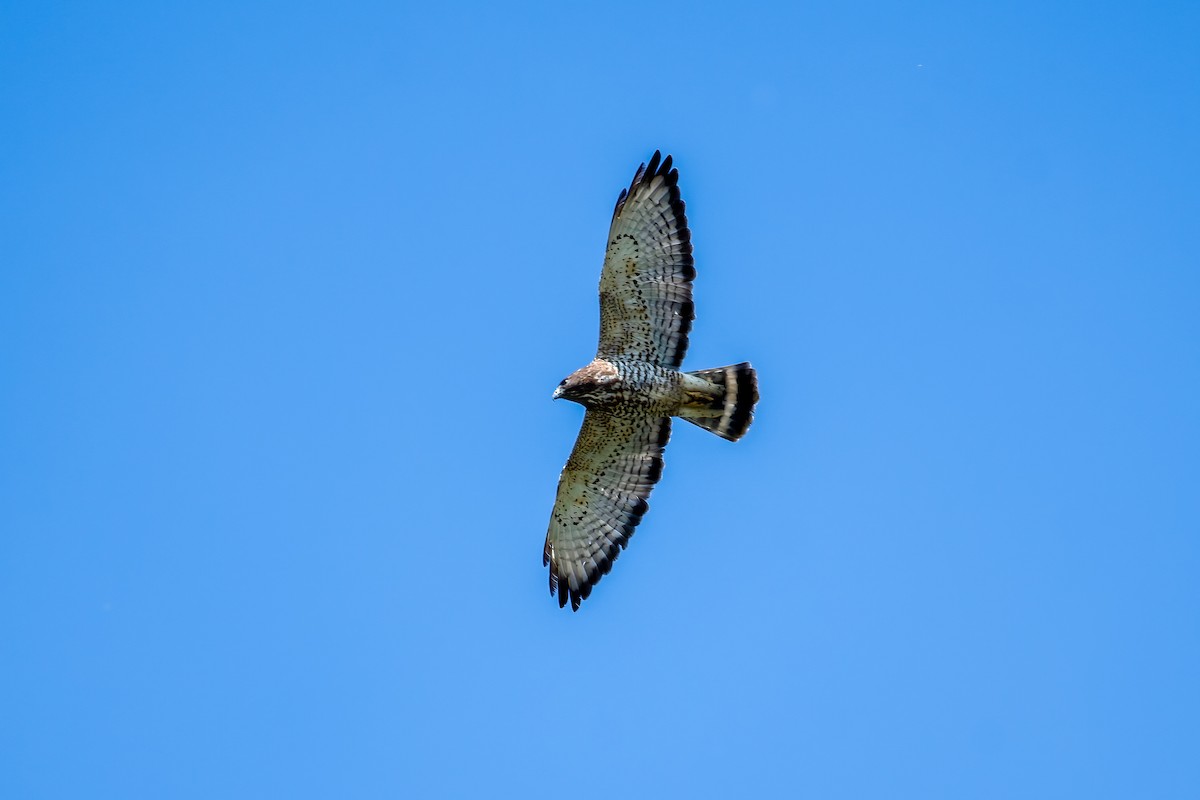 eBird Checklist - 16 May 2024 - Point Pelee National Park (general ...