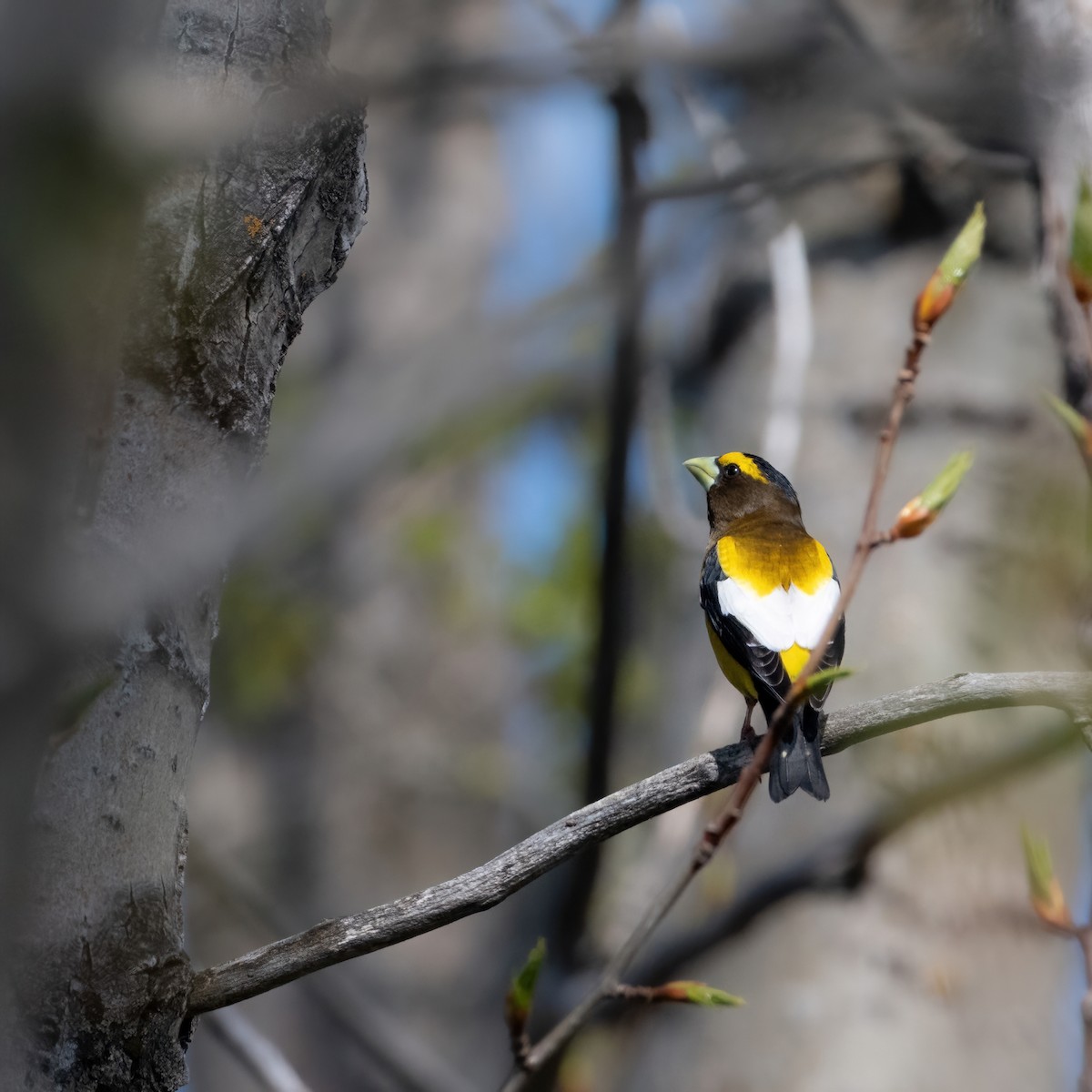 eBird Checklist - 16 May 2024 - Marais du Grand Remous - 17 species
