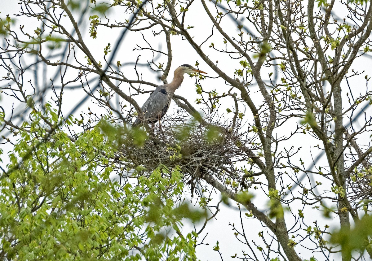 Pennsylvania Bird Atlas Checklist - 16 May 2024 - Cambridge Springs CW ...