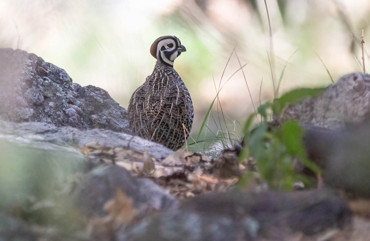eBird Checklist - 6 May 2024 - Ramsey Canyon Preserve (formerly Mile Hi ...