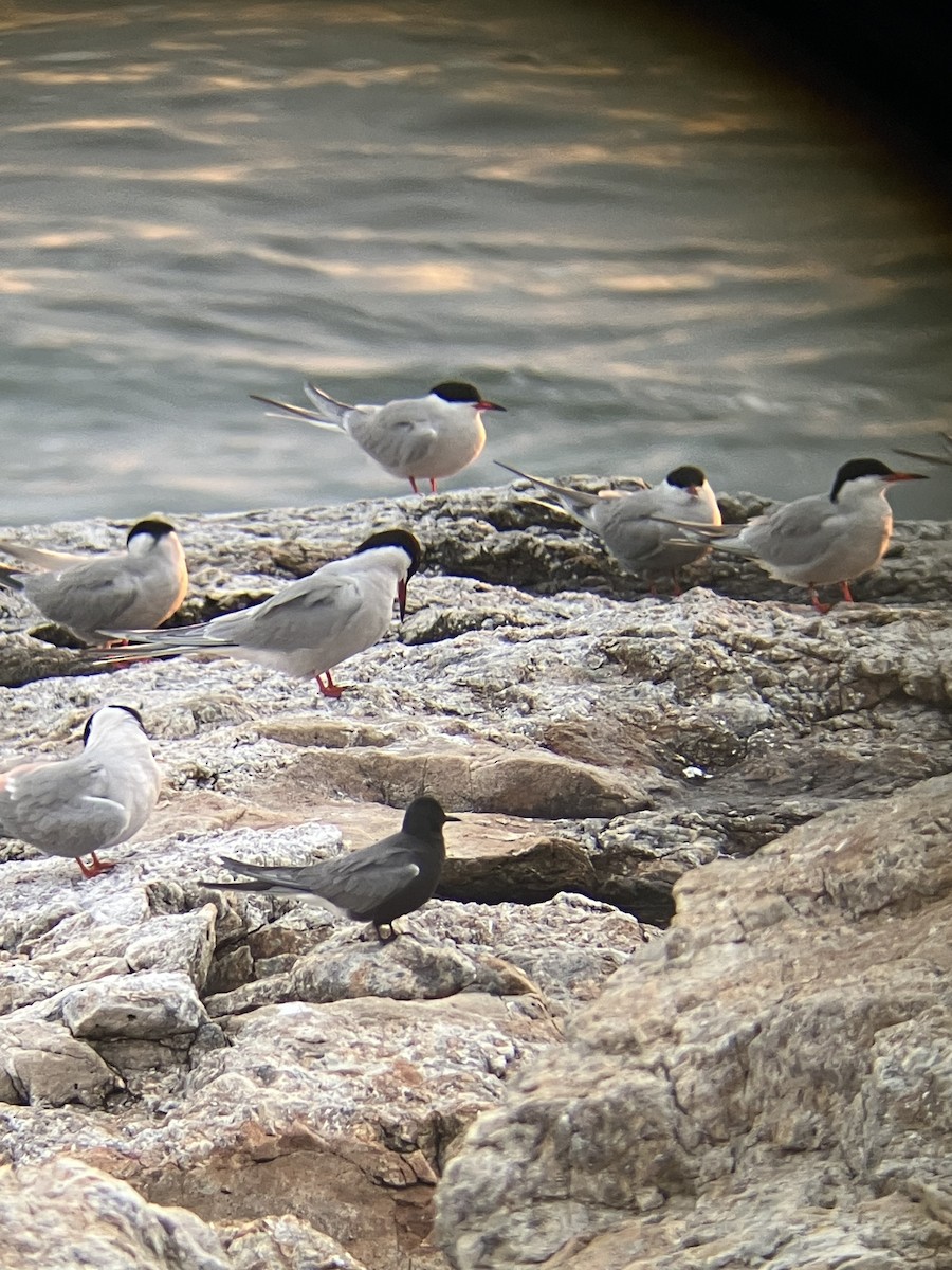 eBird Checklist - 16 May 2024 - Isles of Shoals--White and Seavey ...