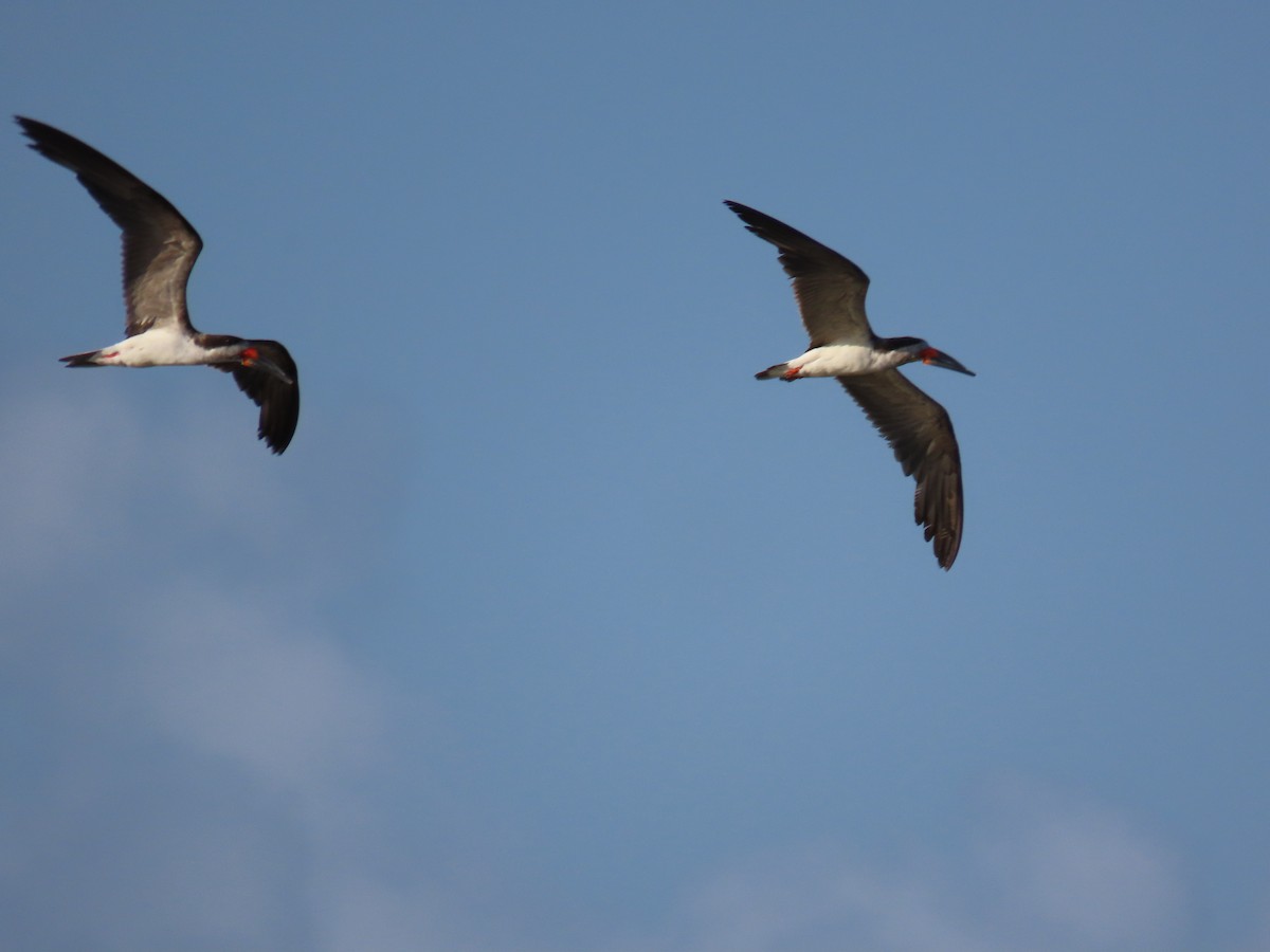 eBird Checklist - 16 May 2024 - Muizenberg Dam - 39 species