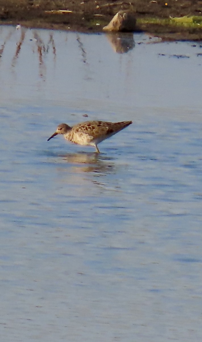 eBird Checklist - 16 May 2024 - Watermark Retention Pond - 25 species