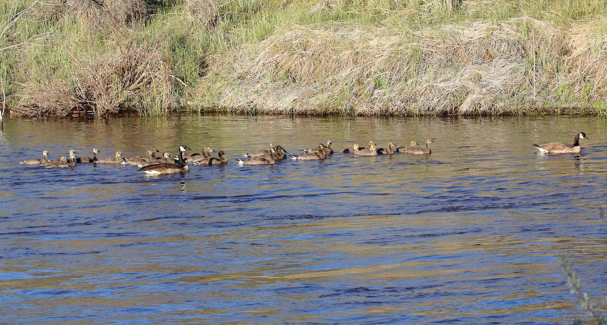 eBird Checklist - 16 May 2024 - Carson River Park/Silver Saddle Ranch ...