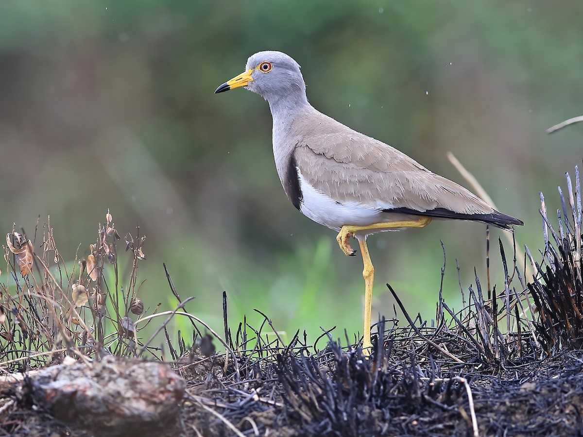 Gray-headed Lapwing - Vanellus cinereus - Birds of the World