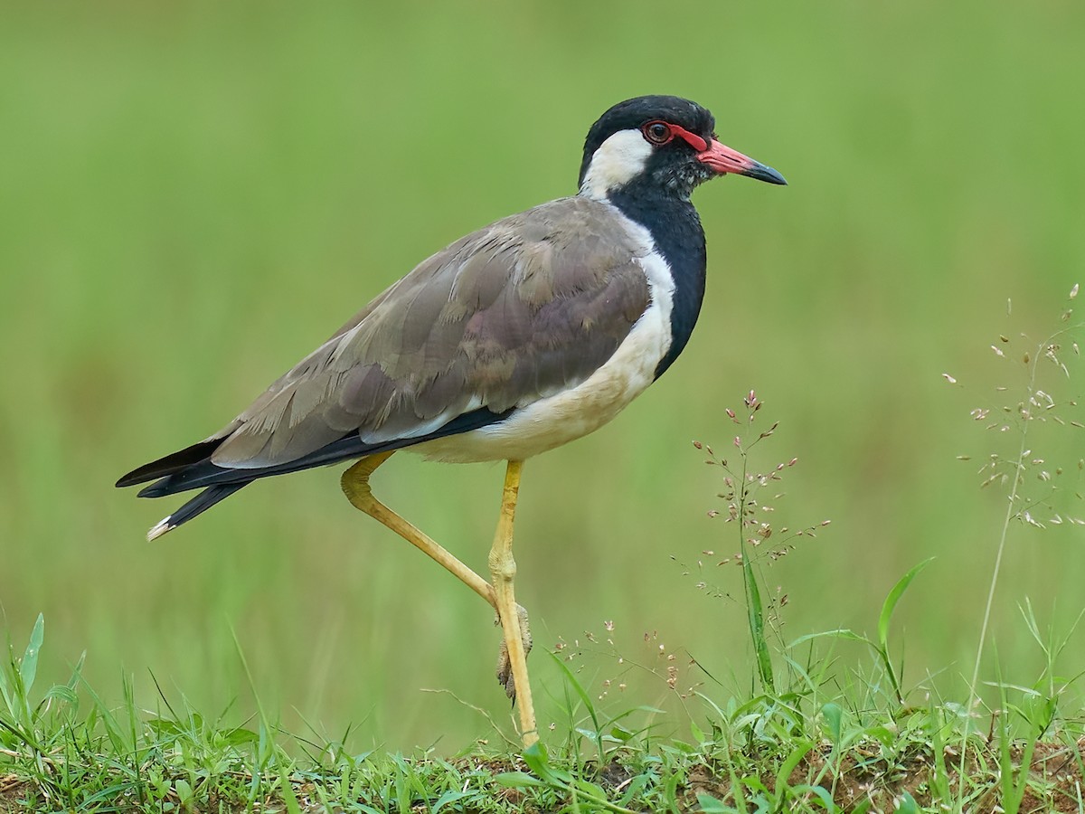 Red-wattled Lapwing - Vanellus indicus - Birds of the World