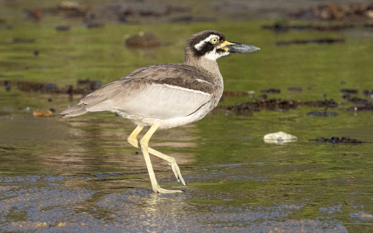 eBird Checklist - 14 May 2024 - Illaroo campground, Minnie Water AU-NSW ...